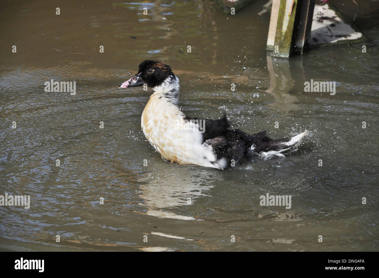 Playful wild duck in the water hi-res stock photography and images - Alamy