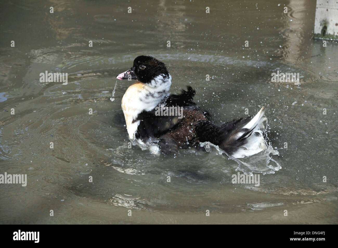 A Playful Duck Playing in the Pond Stock Photo - Alamy