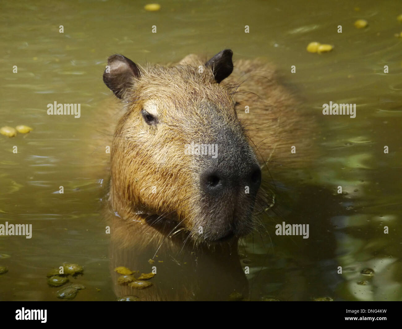 Capybara swim hi-res stock photography and images - Alamy
