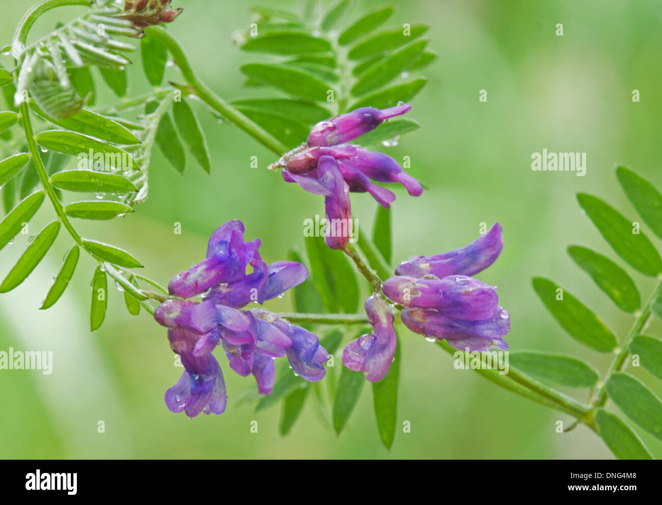 Vicia cracca (tufted vetch, cow vetch, bird vetch, boreal vetch Stock ...