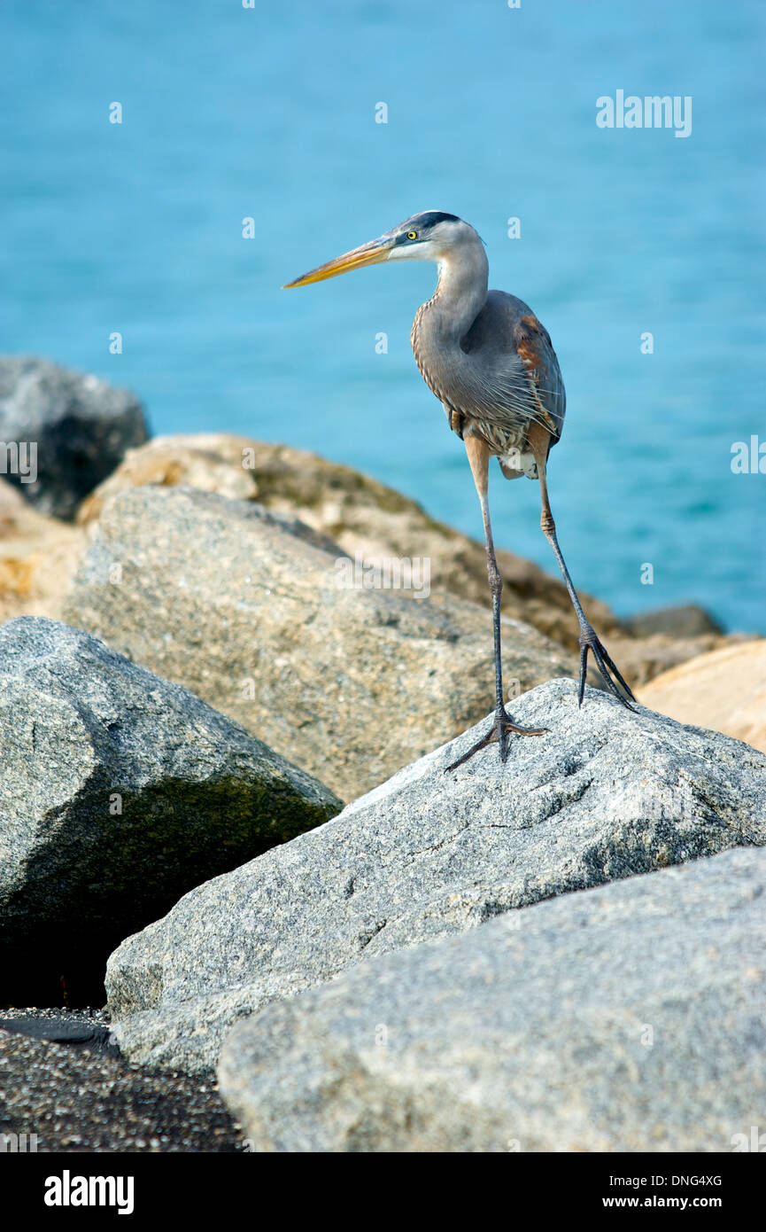 Heron standing on jetty hi-res stock photography and images - Alamy