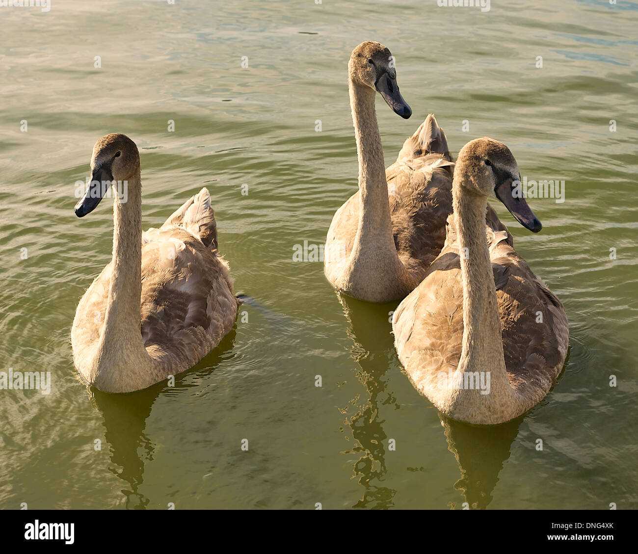 Swans in spring hi-res stock photography and images - Alamy