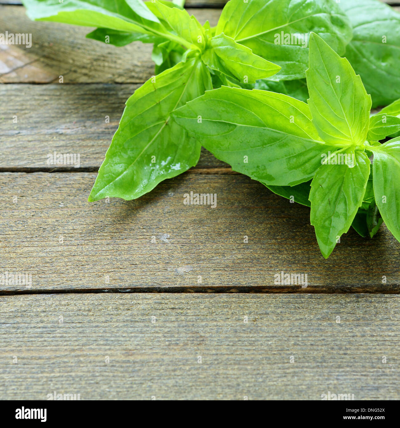 Basilic leaves hi-res stock photography and images - Alamy