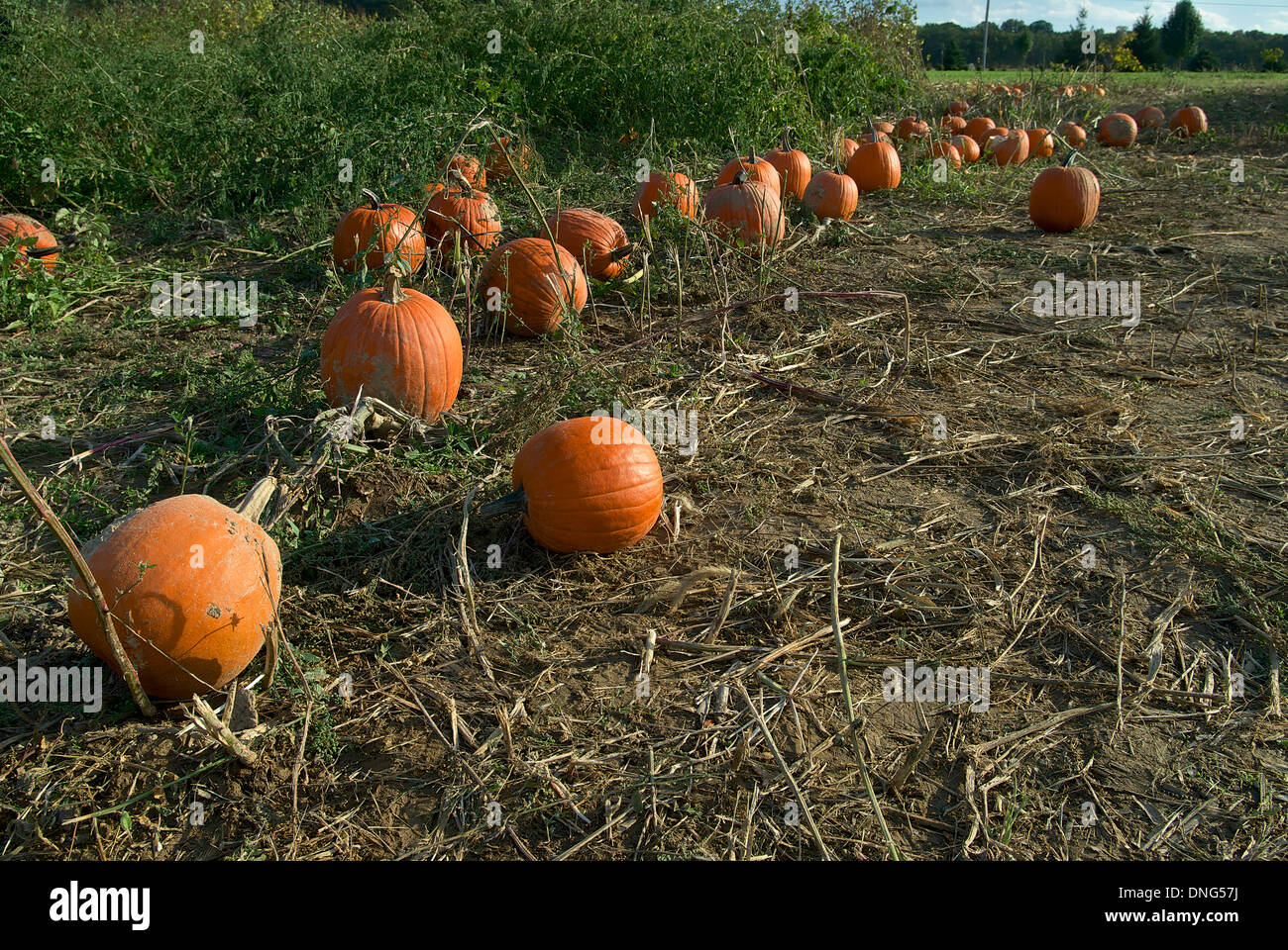 Farmers lantern hi-res stock photography and images - Alamy