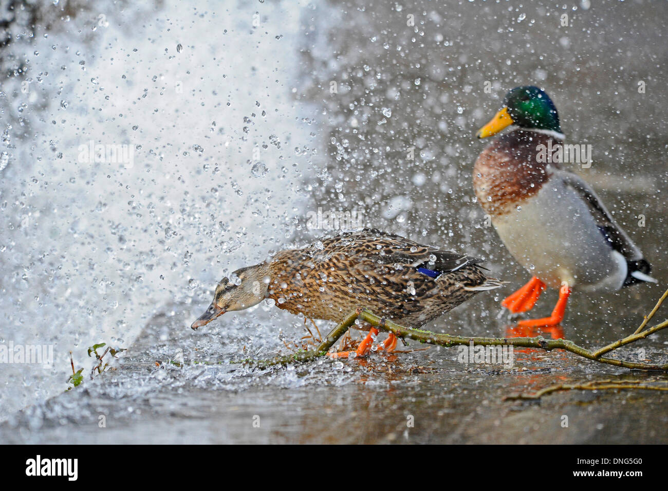 Adult female and male Mallard ducks being sprayed with water created by ...