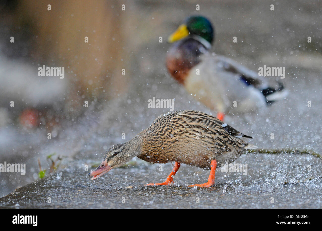 Adult female and male Mallard ducks being sprayed with water created by ...