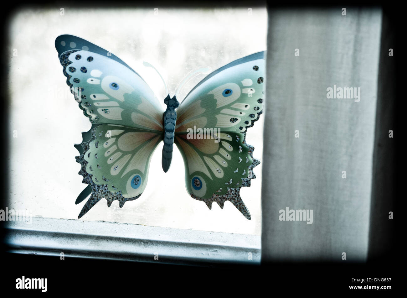 Butterfly on a window Stock Photo - Alamy