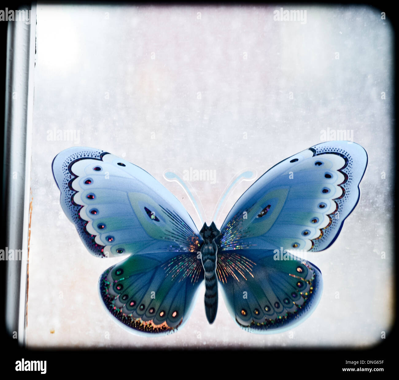Butterfly on a window Stock Photo - Alamy