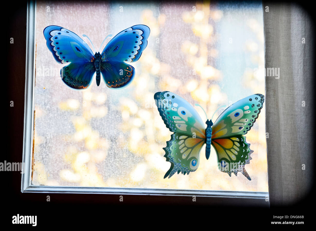 Butterfly on a window Stock Photo - Alamy
