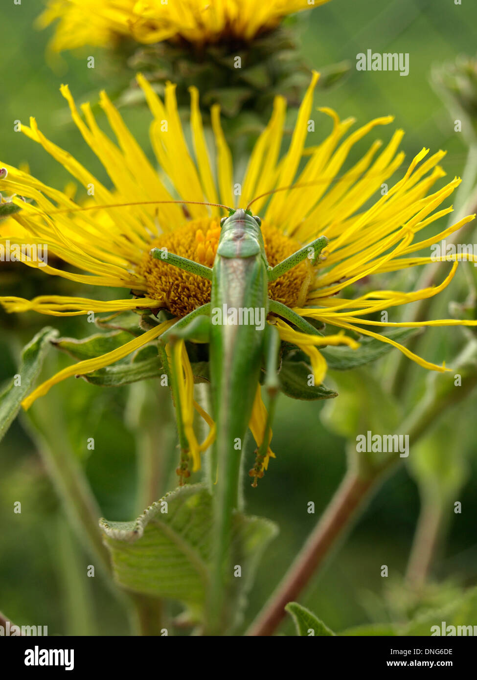 Ensifera hi-res stock photography and images - Alamy