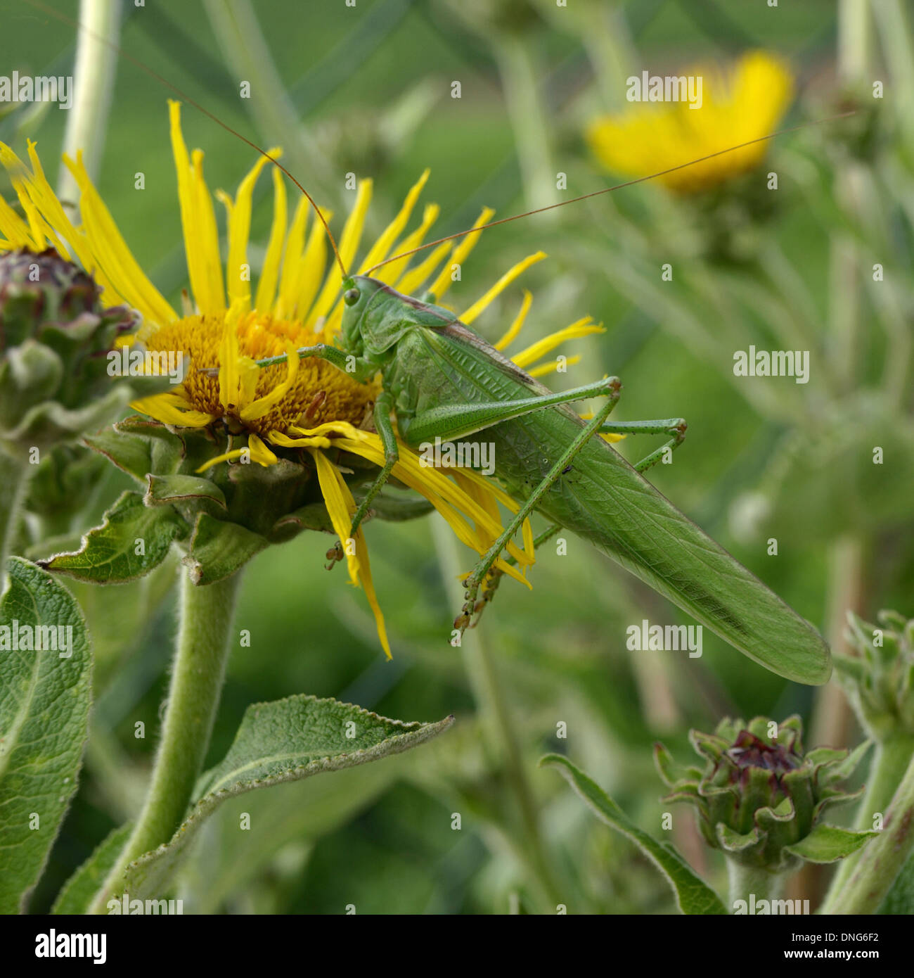 Ensifera hi-res stock photography and images - Alamy