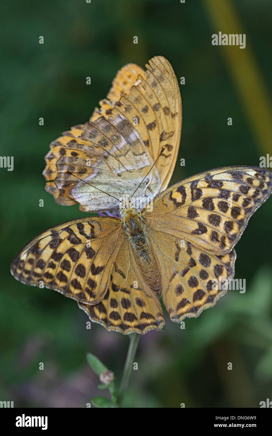 Two butterfly hi-res stock photography and images - Alamy