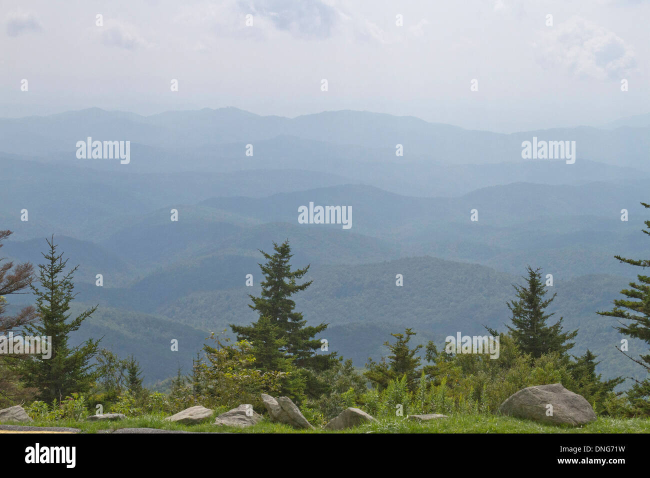 Pine woods in north carolina hi-res stock photography and images - Alamy