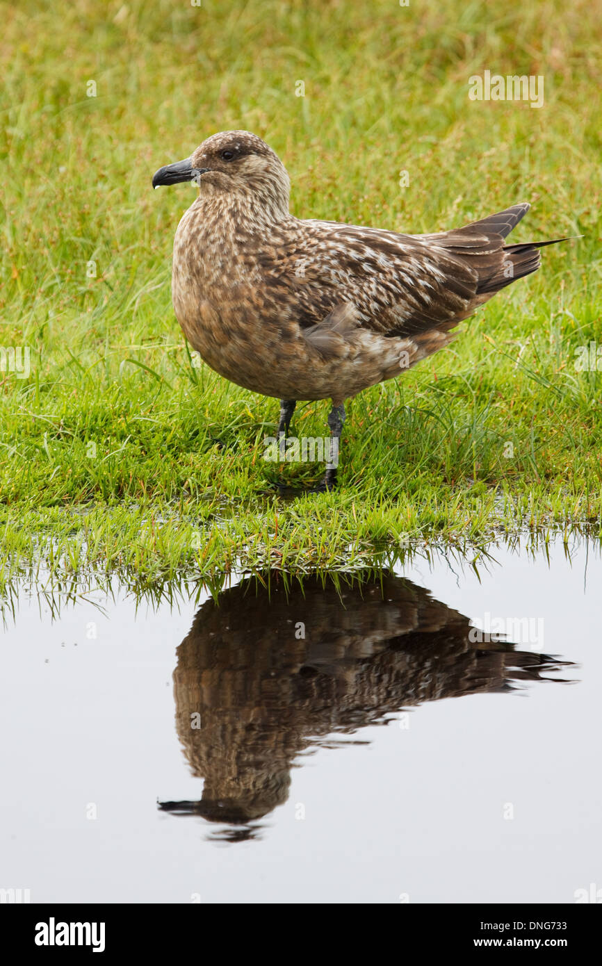 Skua bonxie seabird bird hi-res stock photography and images - Alamy
