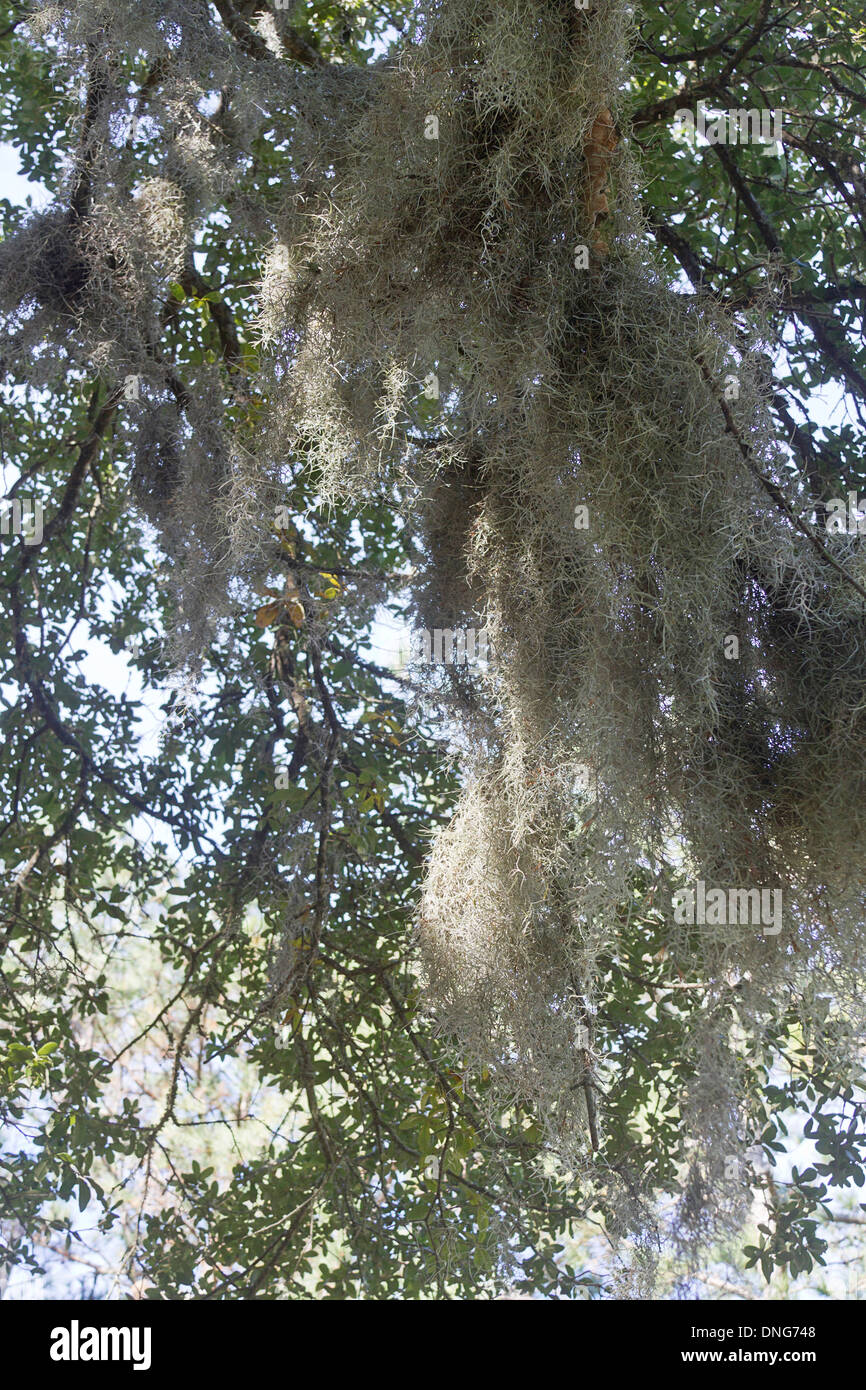 Rootless Plant High Resolution Stock Photography and Images - Alamy