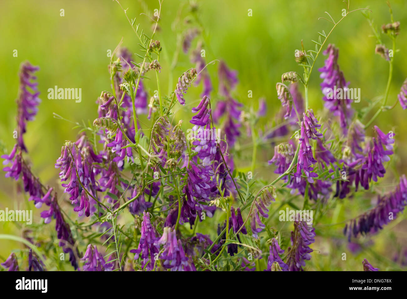 Purple flower vetch (Vicia cracca) on meadow Stock Photo - Alamy