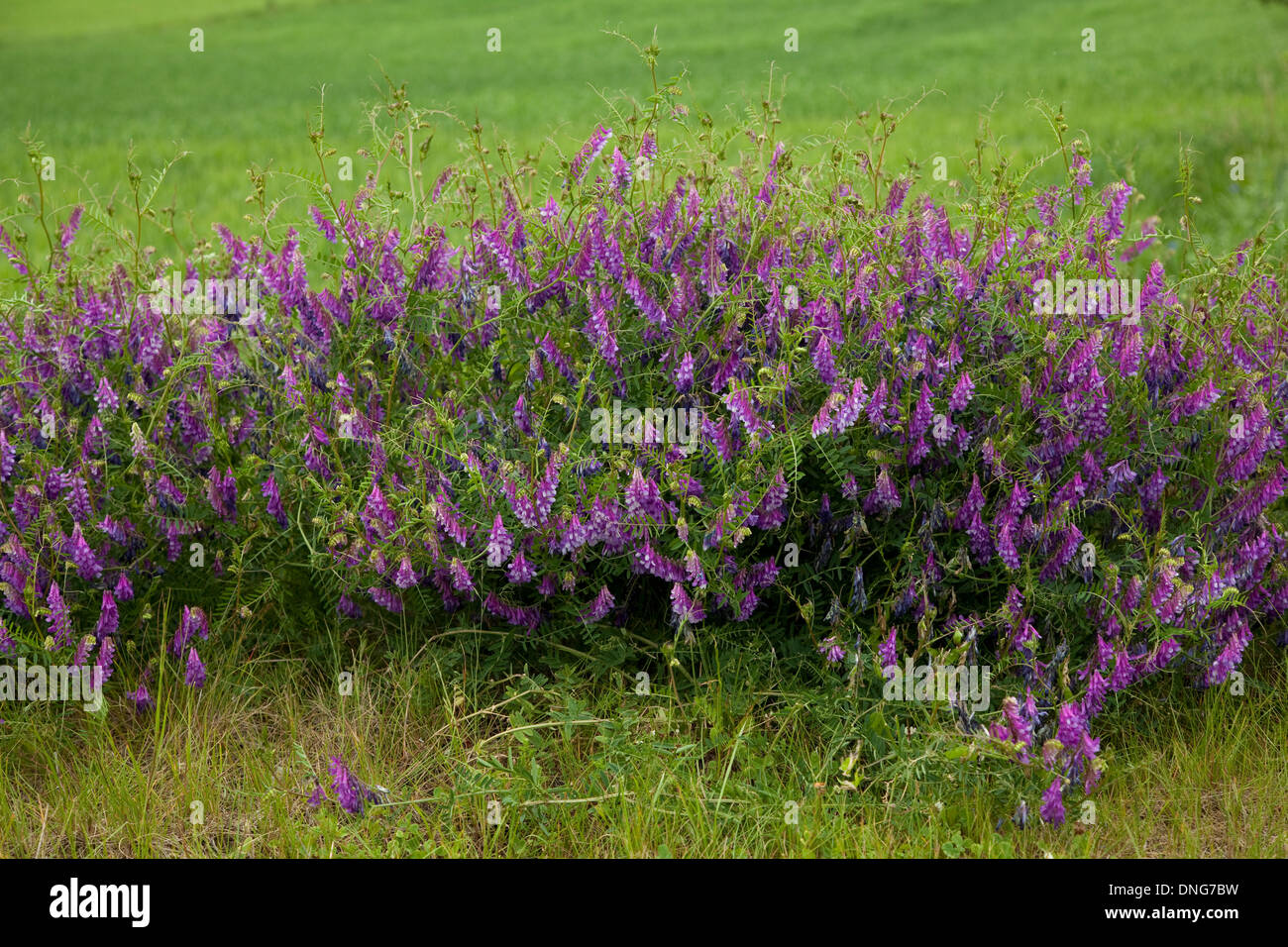 Purple flower vetch (Vicia cracca) on meadow Stock Photo - Alamy