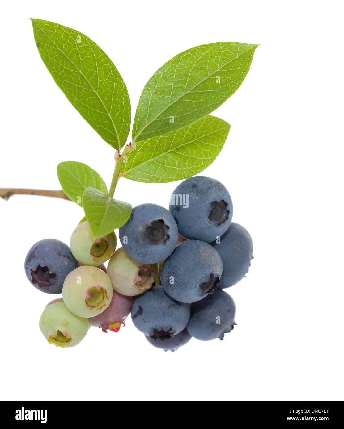 branch of ripe and unripe berry on white background Stock Photo - Alamy