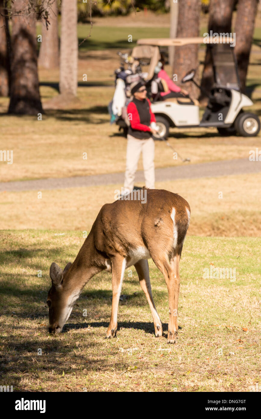 Deer on golf course hi-res stock photography and images - Alamy