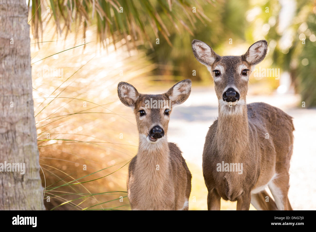 Deer roaming freely on Fripp Island, SC Stock Photo - Alamy