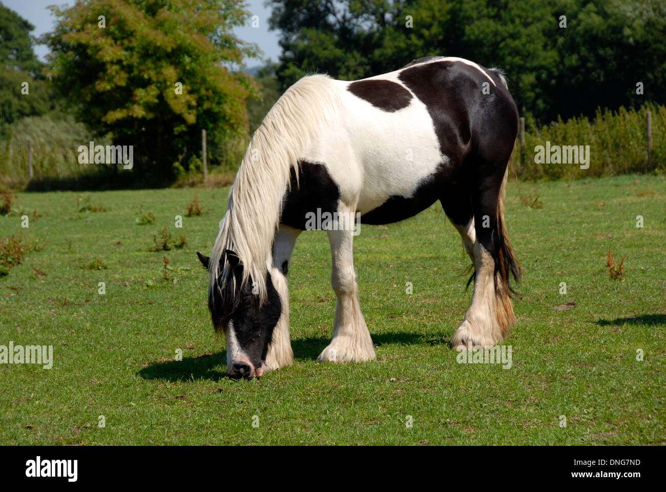 Solid Black Clydesdale