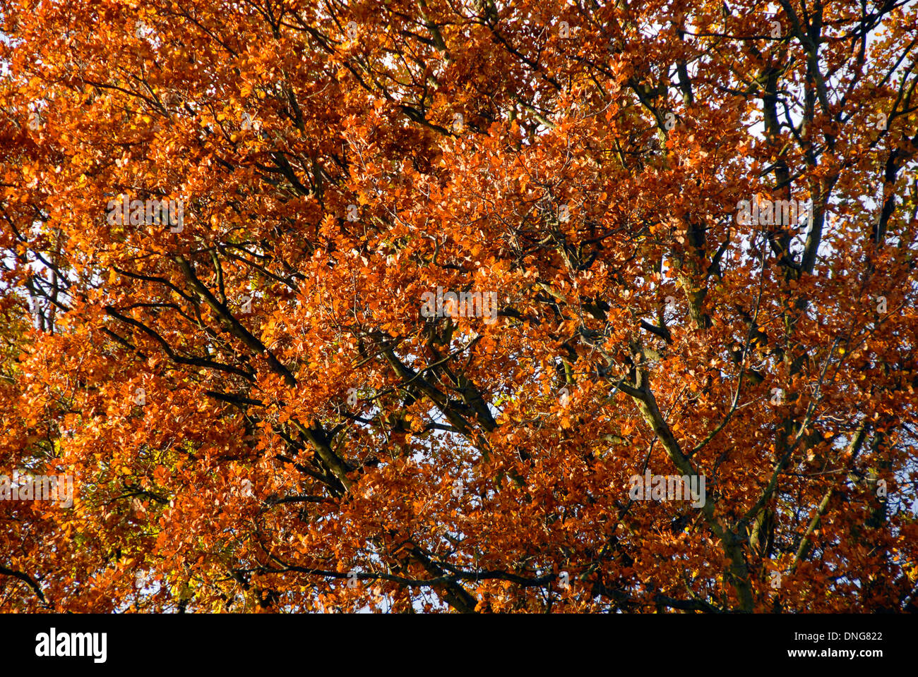Tree leaves turning brown hi-res stock photography and images - Alamy