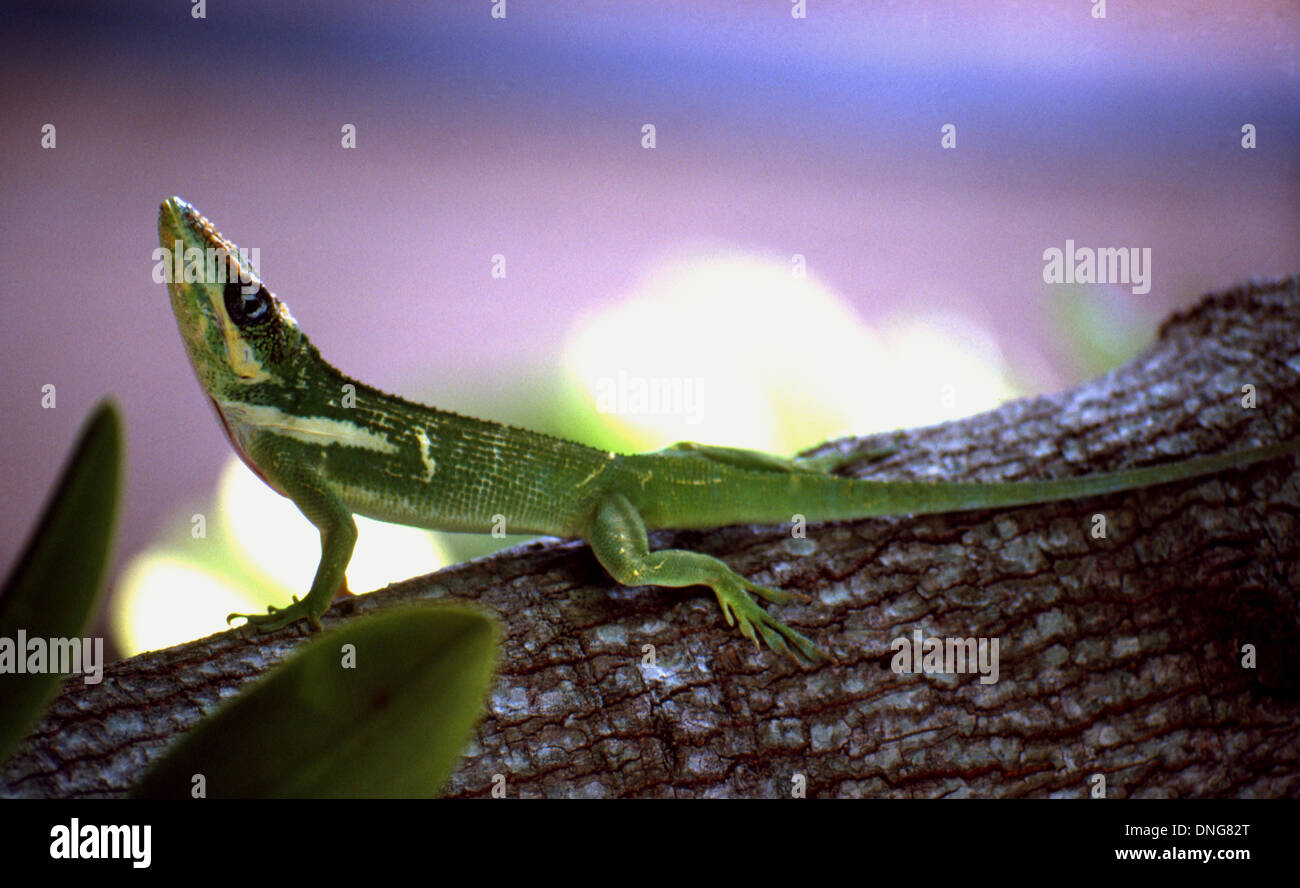 Anol hi-res stock photography and images - Alamy