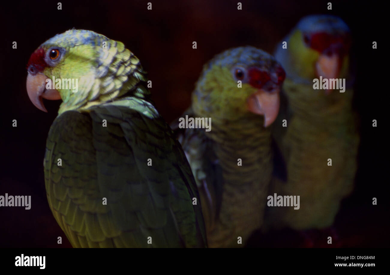 Green Tropical Parrots Stock Photo - Alamy