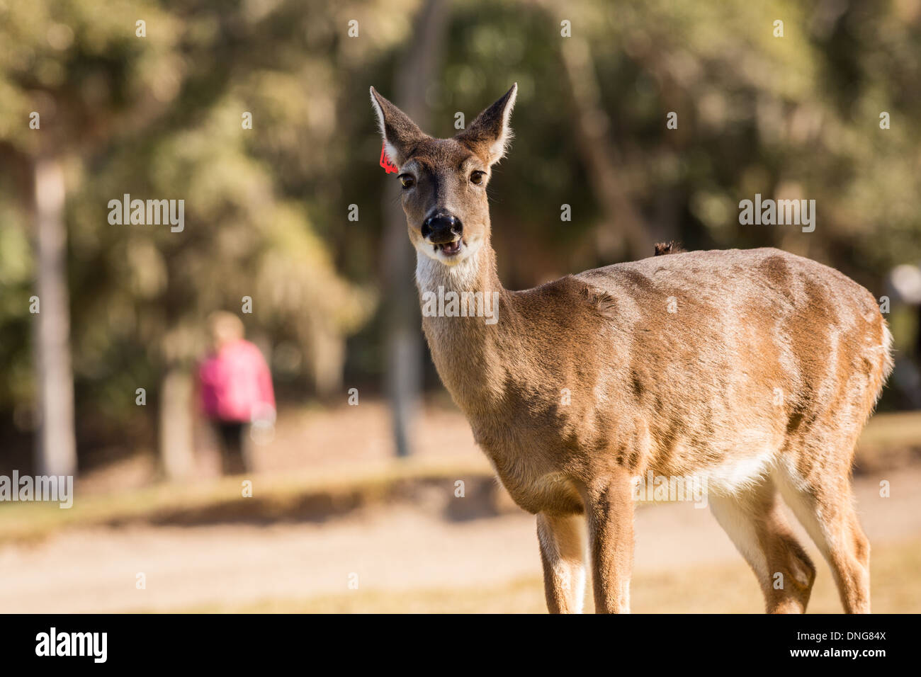 Deer gather along the Ocean Creek Golf Course as golfers play on Fripp ...