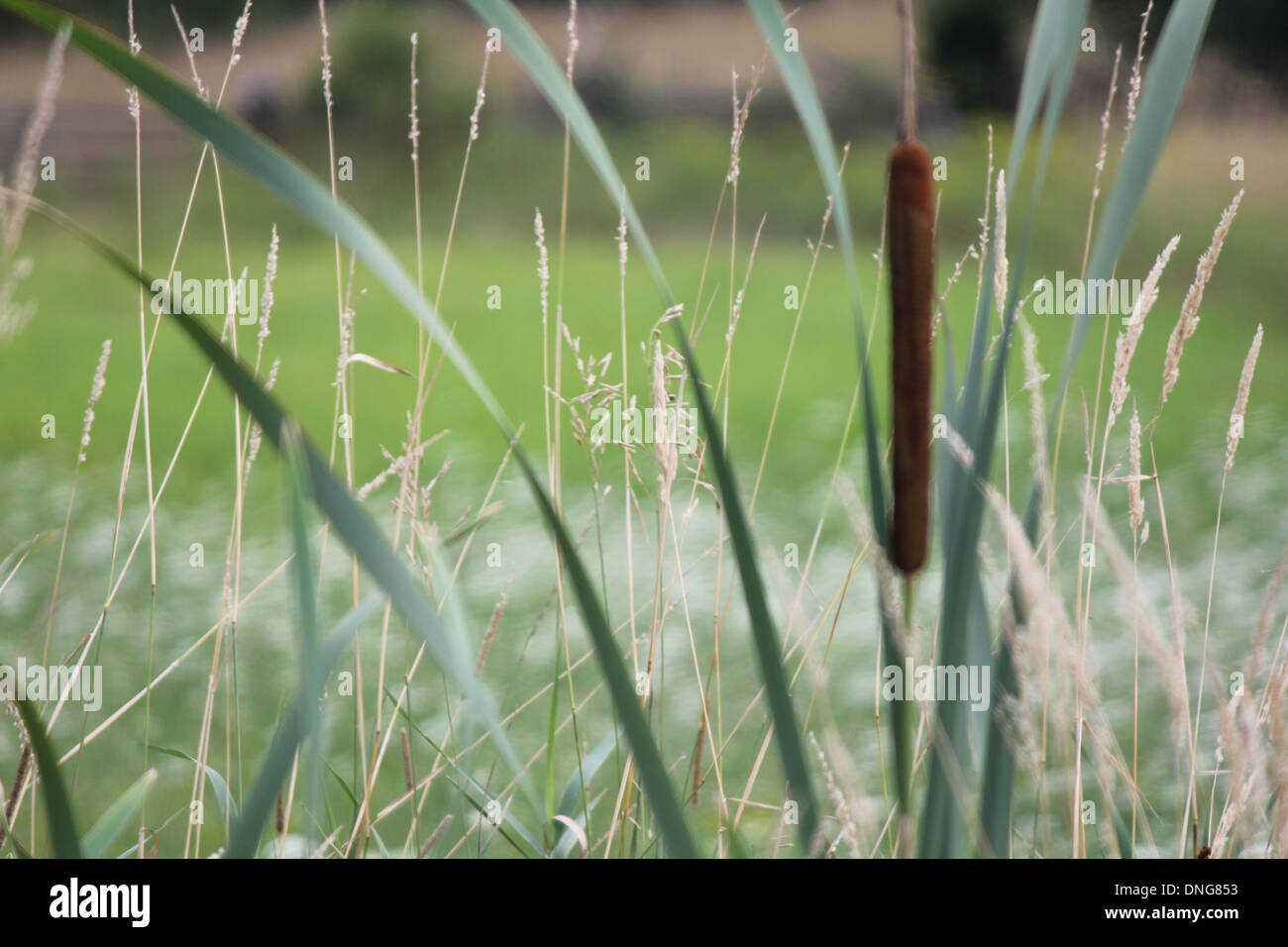 Catttail (Typha) are tall, stiff plant, growing almost ten feet tall ...
