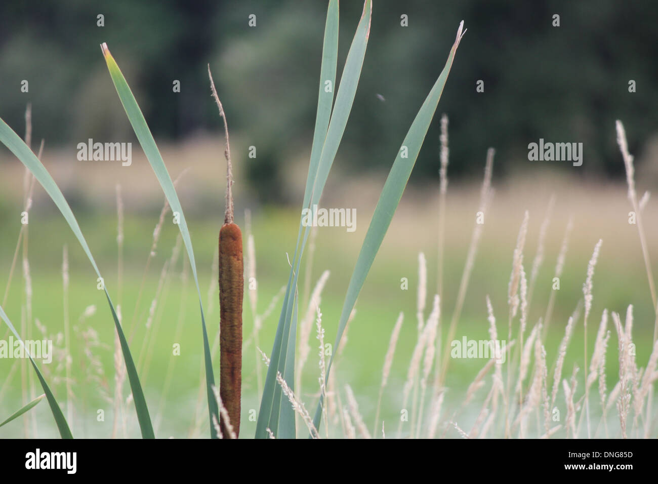 T latifolia hi-res stock photography and images - Alamy