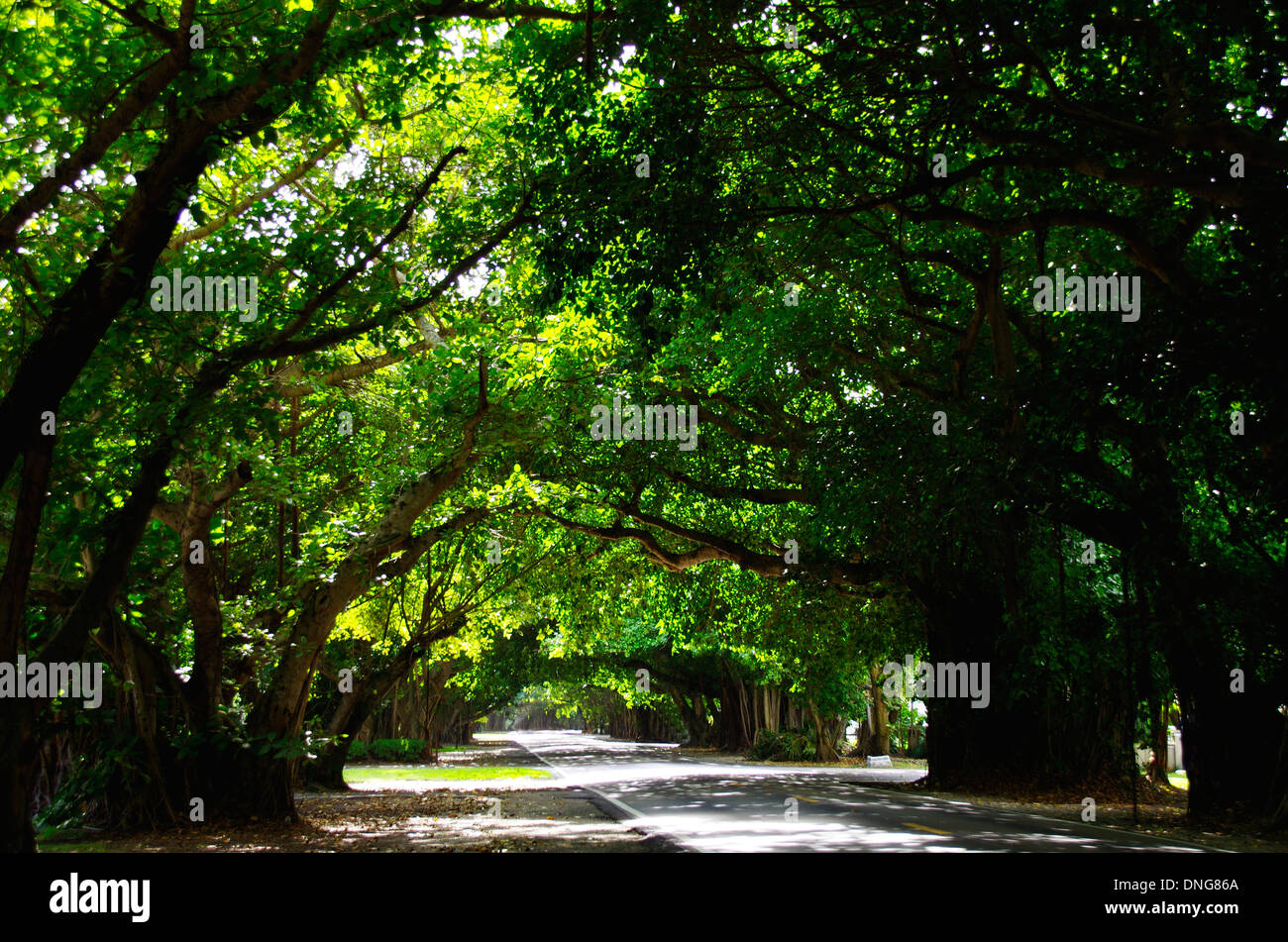 Old Banyan Trees Along Old Cutler Road in Miami Stock Photo - Alamy