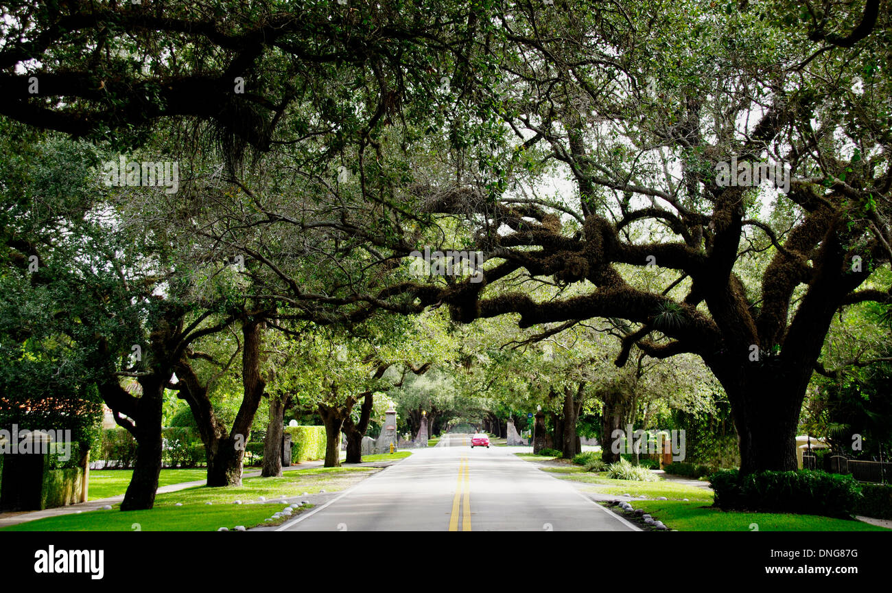 Old Oak Trees along Coral Way, Miami Stock Photo - Alamy