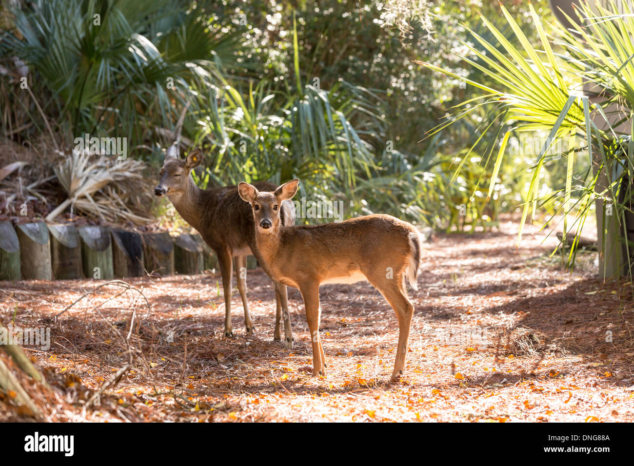Deer roaming freely on Fripp Island, SC Stock Photo - Alamy