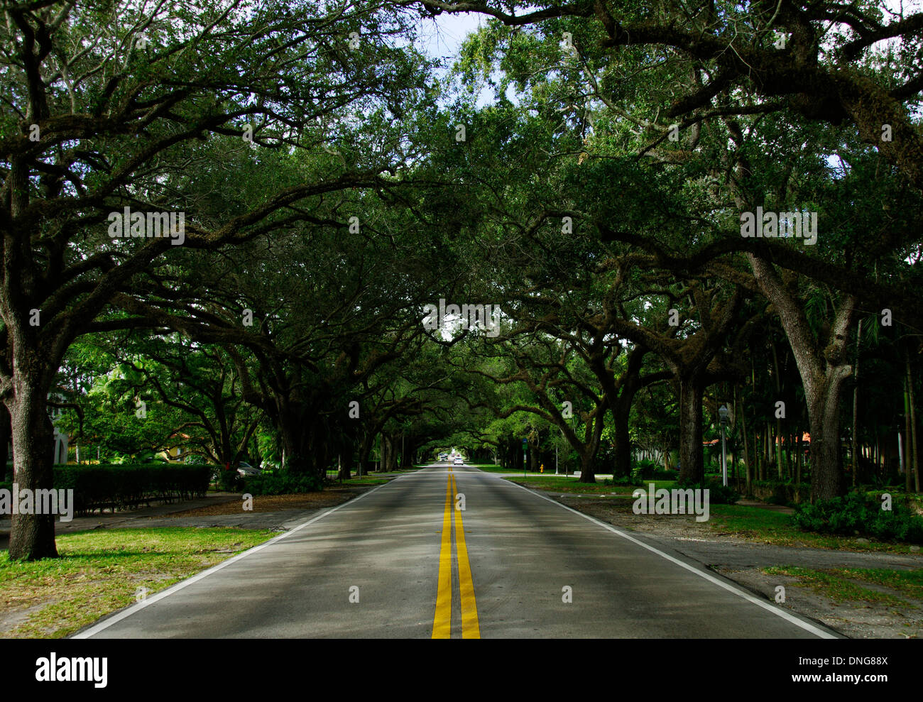 Old oak trees hi-res stock photography and images - Alamy
