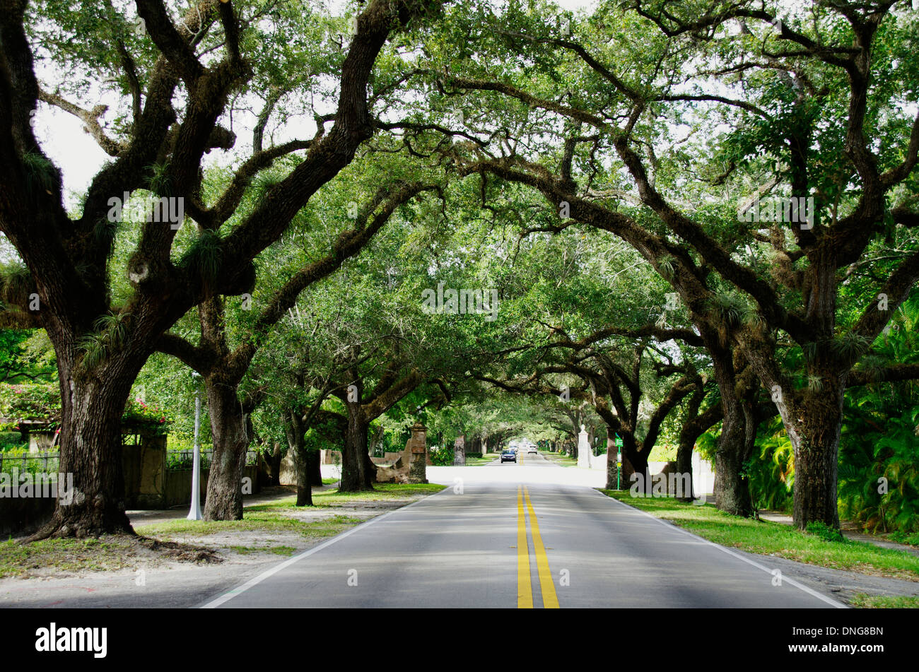 Old Oak Trees along Coral way, Miami Stock Photo - Alamy