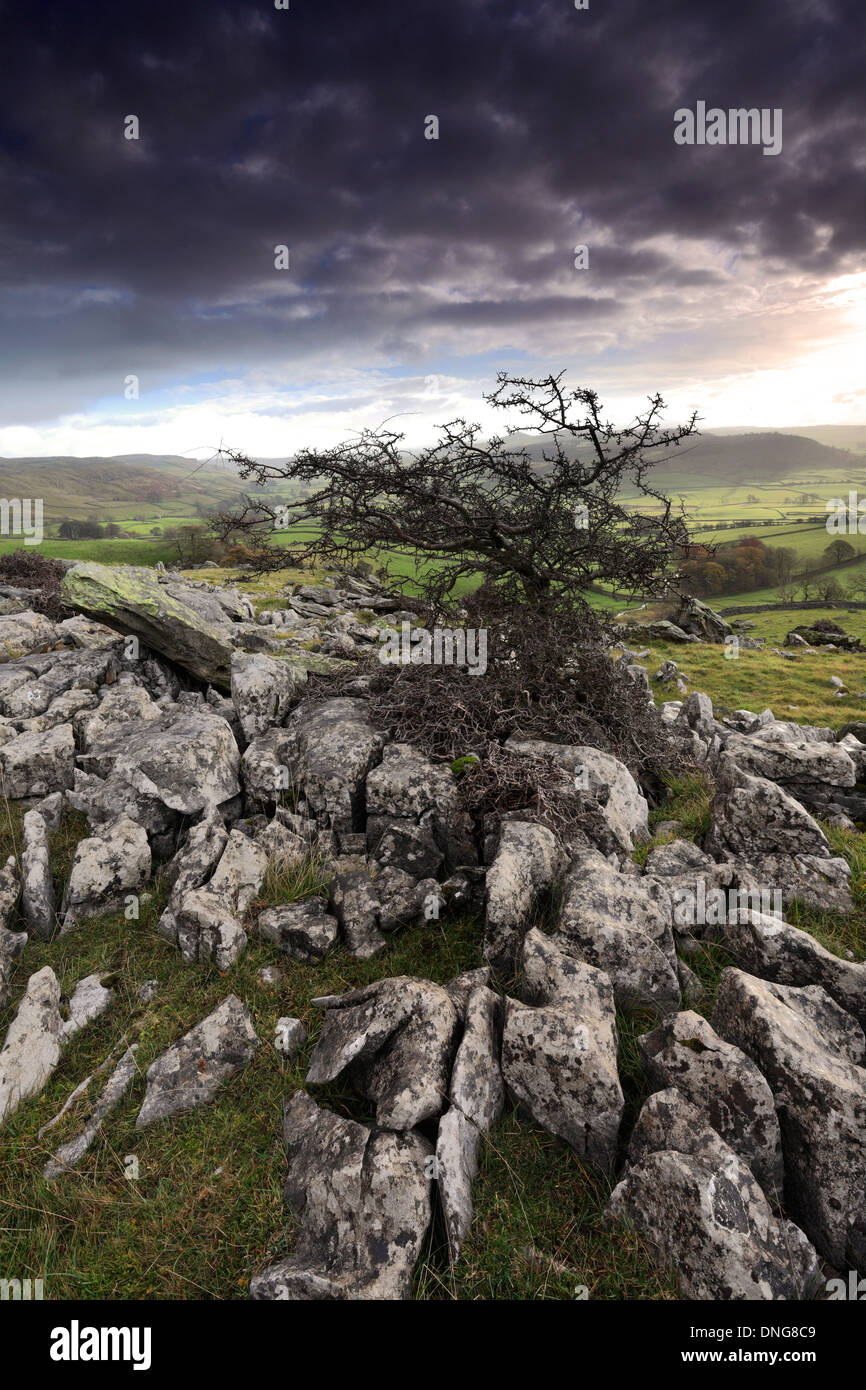 Norber Dale near the village of Austwick, Yorkshire Dales National Park ...