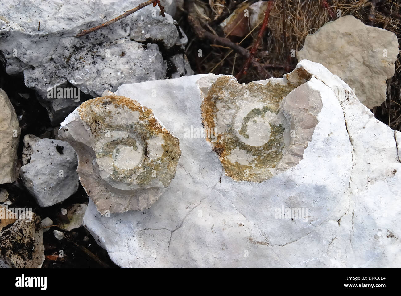 Ammonite Fossil Italy High Resolution Stock Photography and Images - Alamy