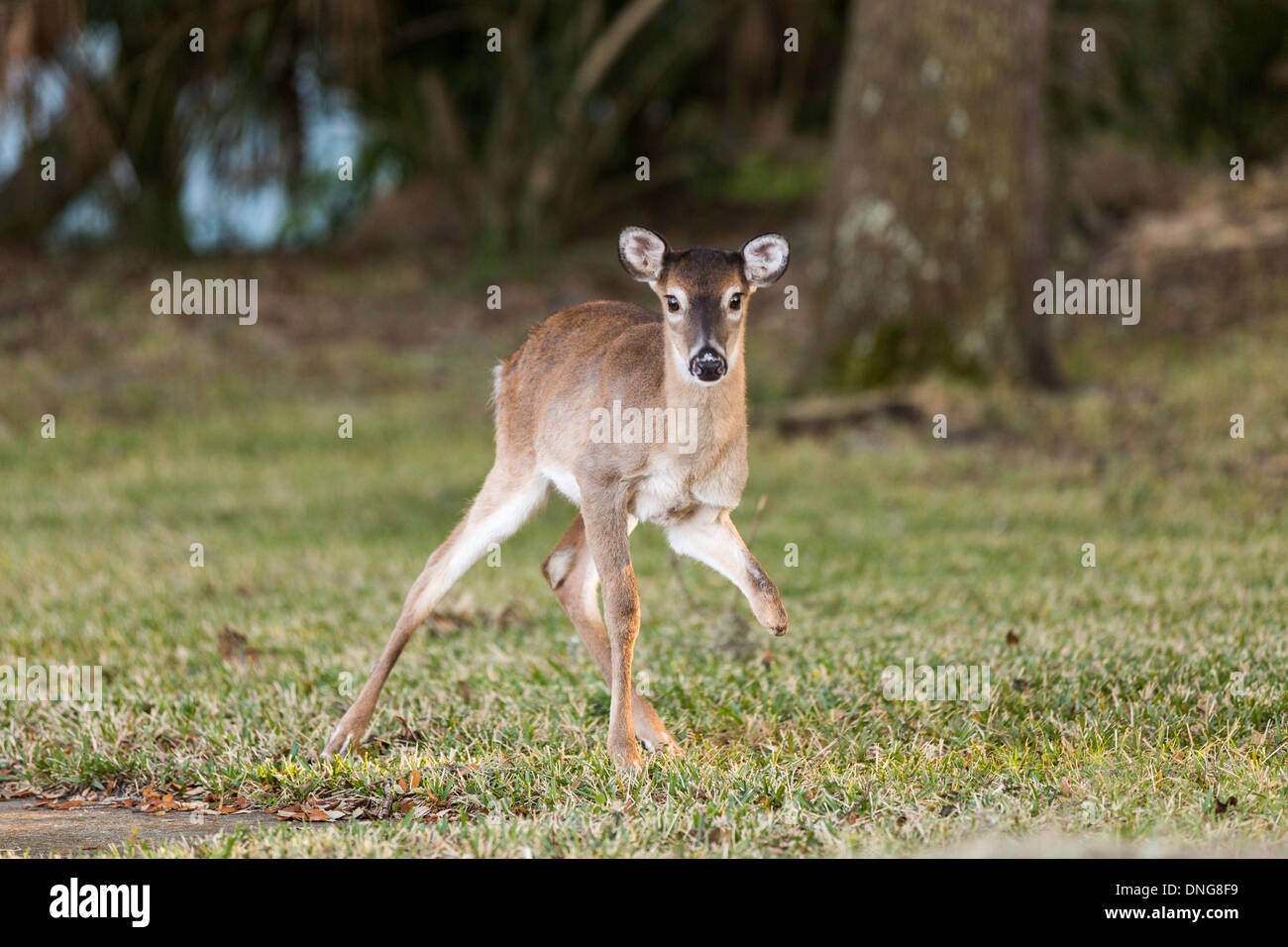 A deer with a missing front leg looks for food in a residents property ...