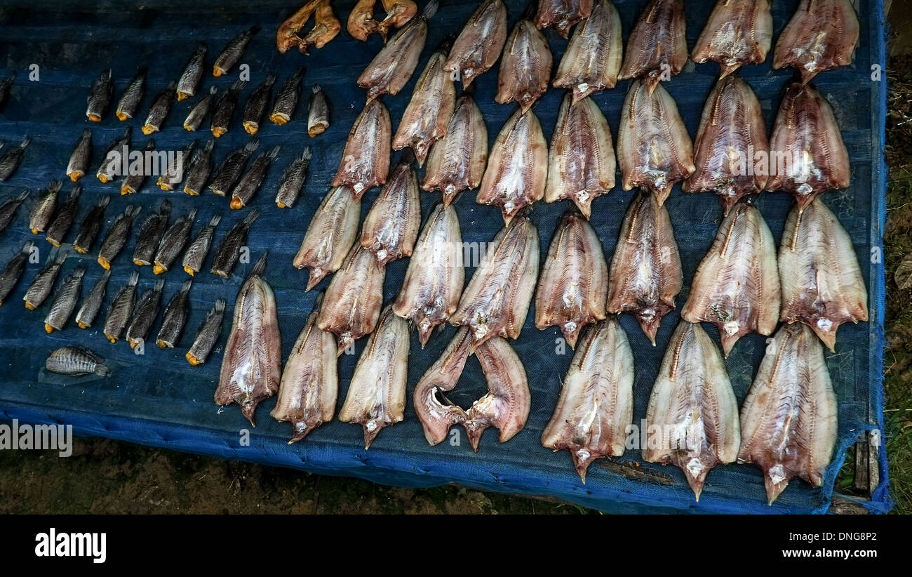Sun Dried fish, along one of Thailand's rivers Stock Photo - Alamy