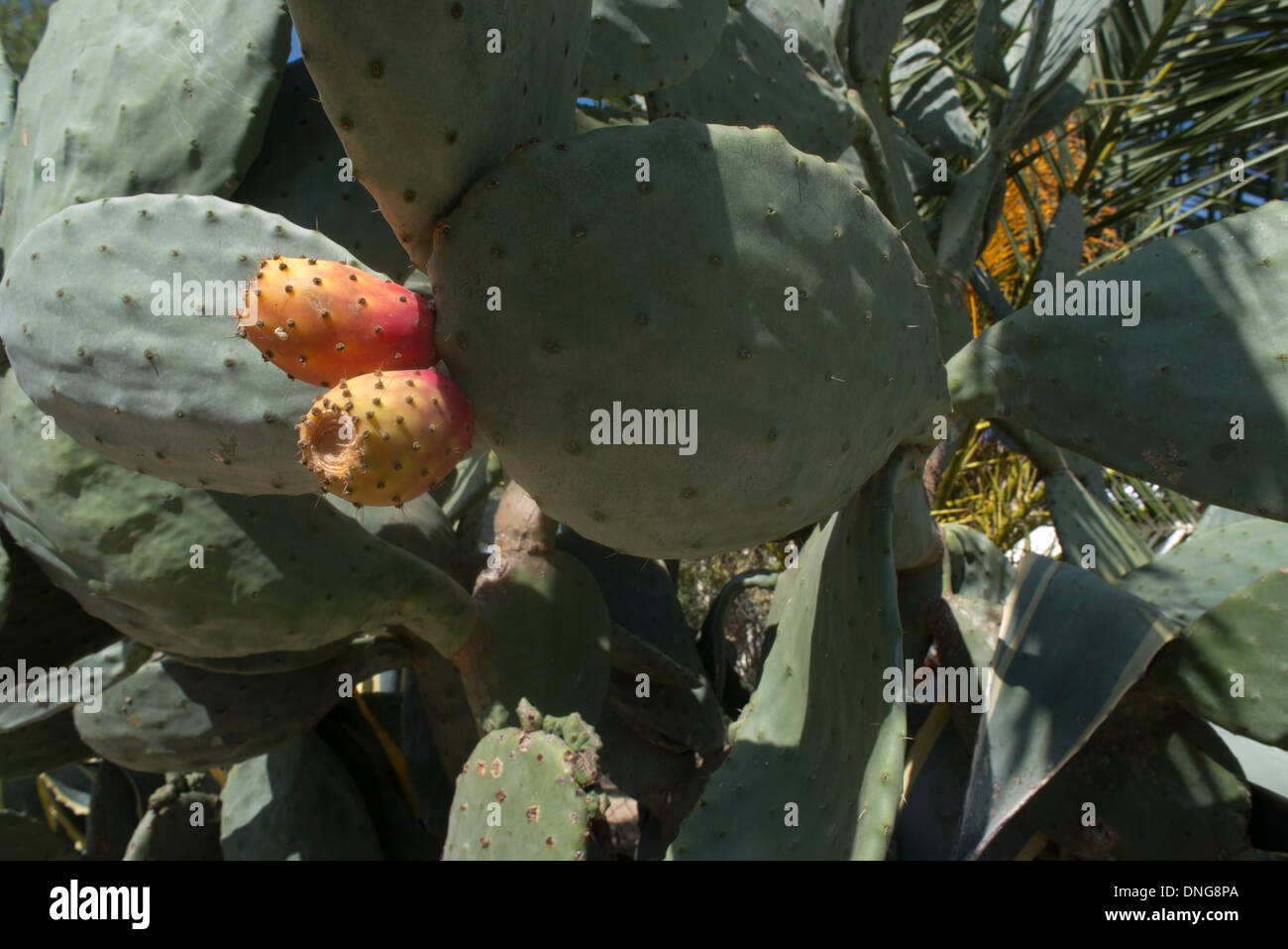 Desert fig tree hi-res stock photography and images - Alamy