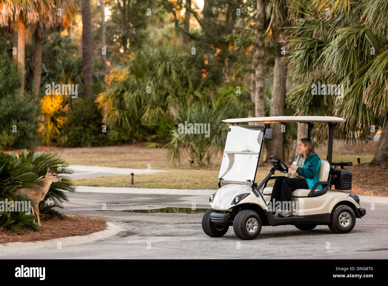 Deer approach the golf cart of reporter Karen Lange on Fripp Island, SC ...