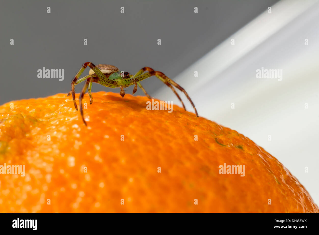 Green crab spider diaea dorsata hi-res stock photography and images - Alamy