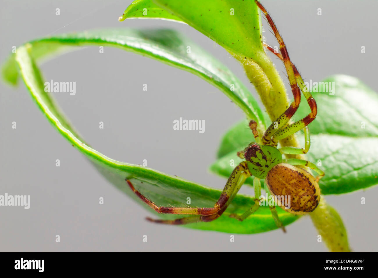 The Green Crab Spider (Diaea dorsata Stock Photo - Alamy