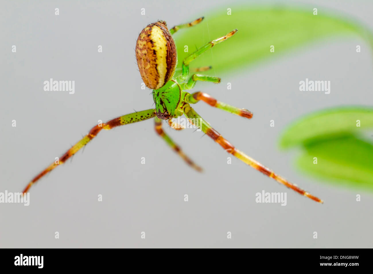 The Green Crab Spider (Diaea dorsata Stock Photo - Alamy