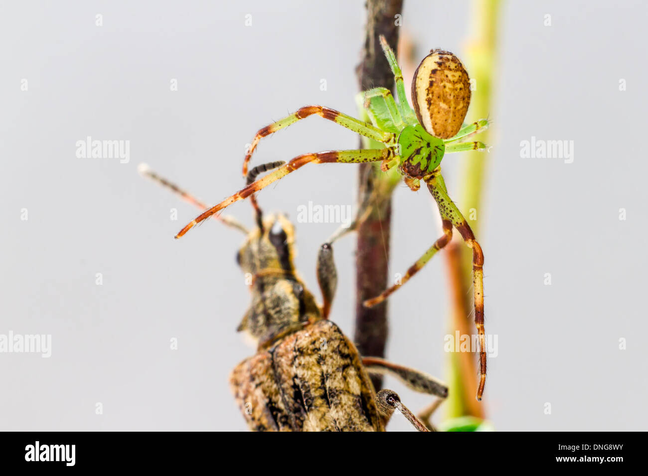 The Green Crab Spider, Diaea dorsata Stock Photo - Alamy