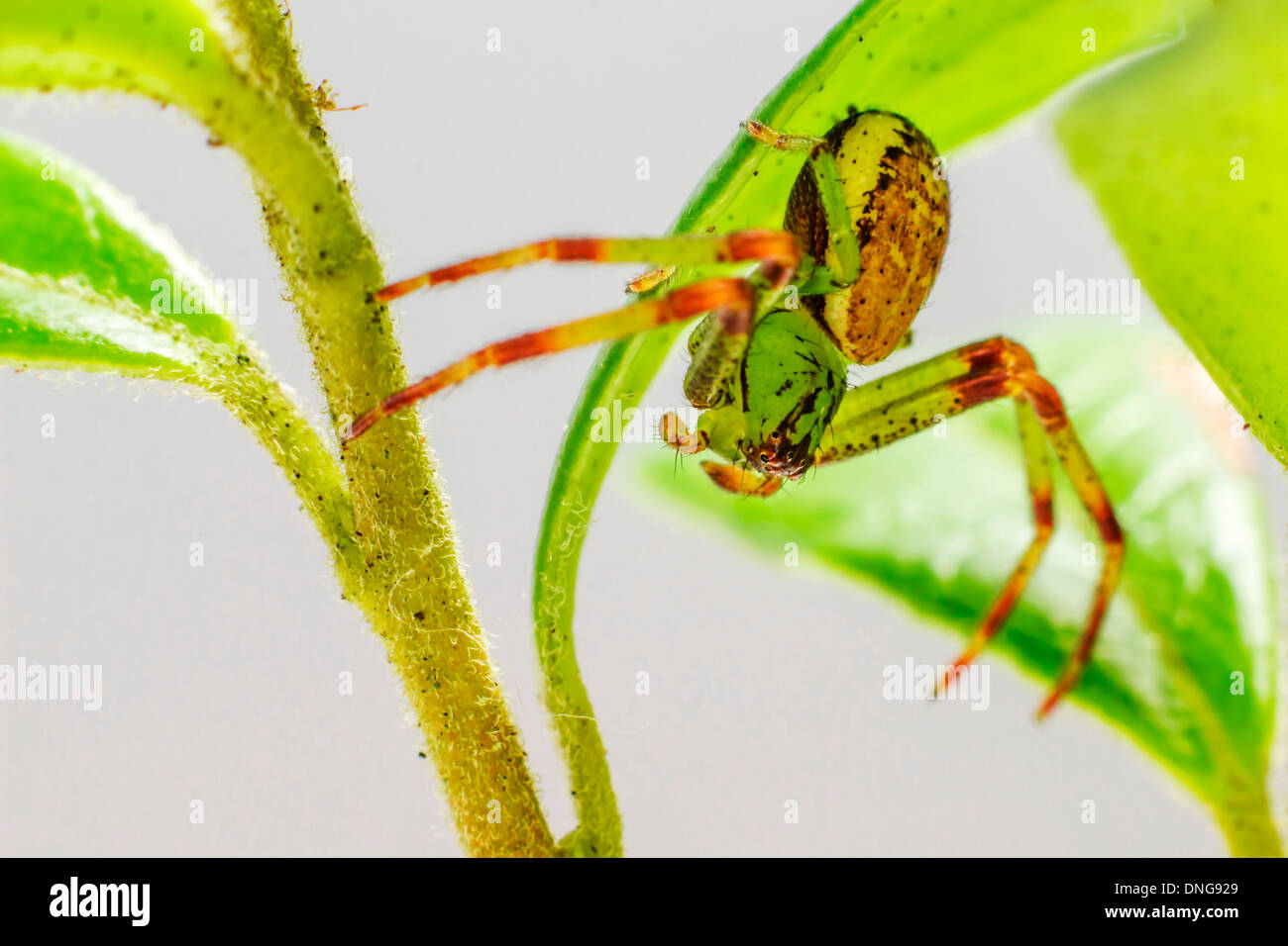 The Green Crab Spider (Diaea dorsata Stock Photo - Alamy