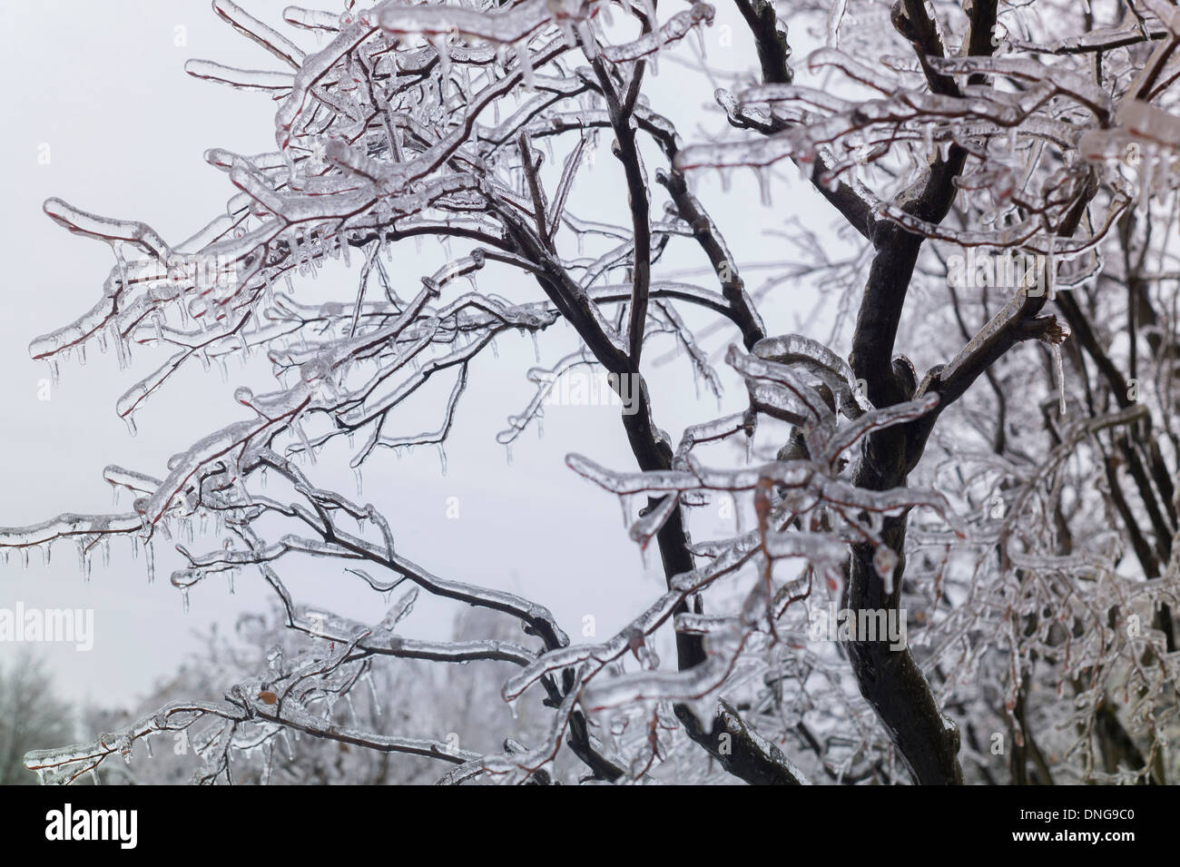 Trees covered by ice Stock Photo - Alamy