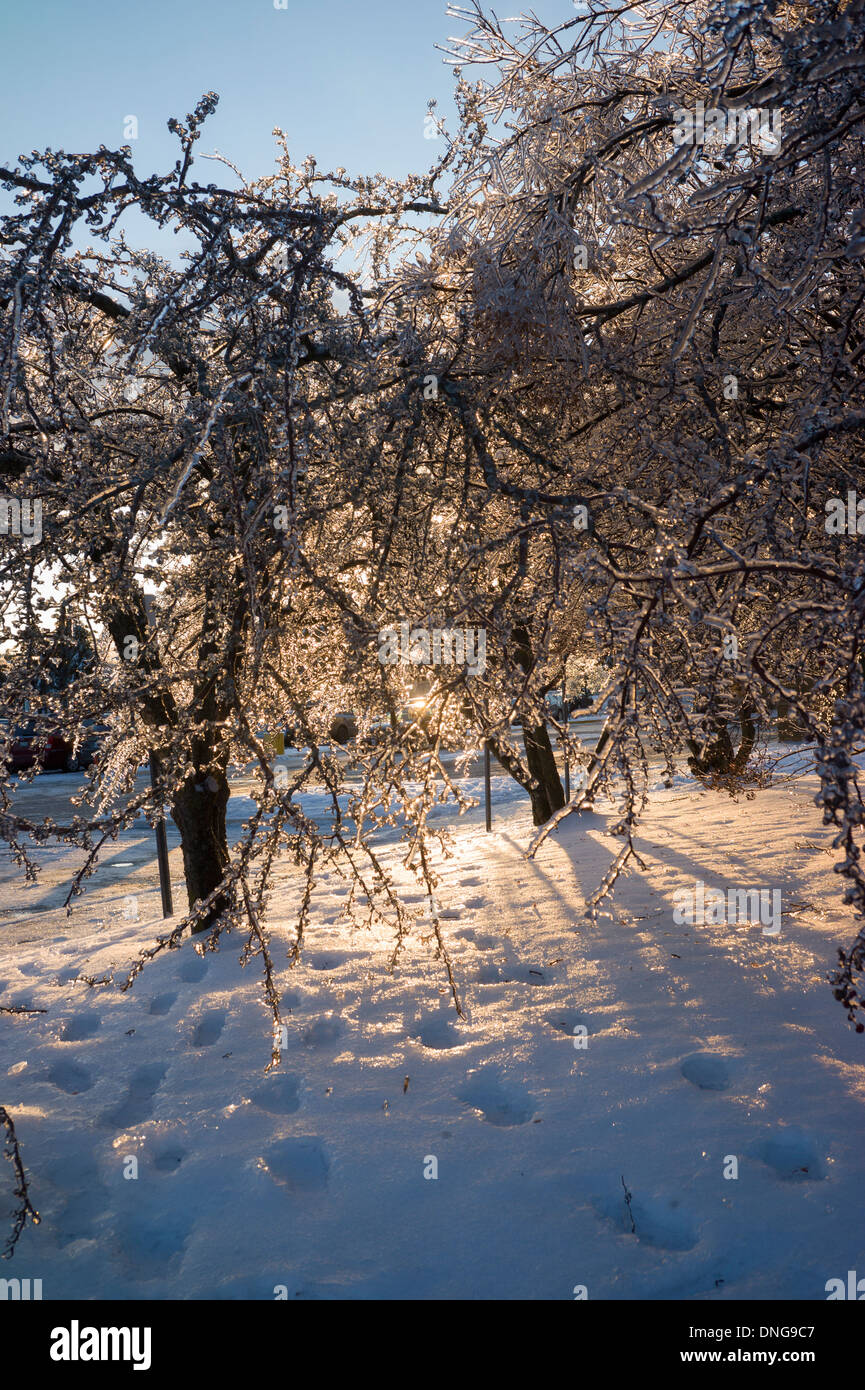 Trees covered by ice Stock Photo - Alamy