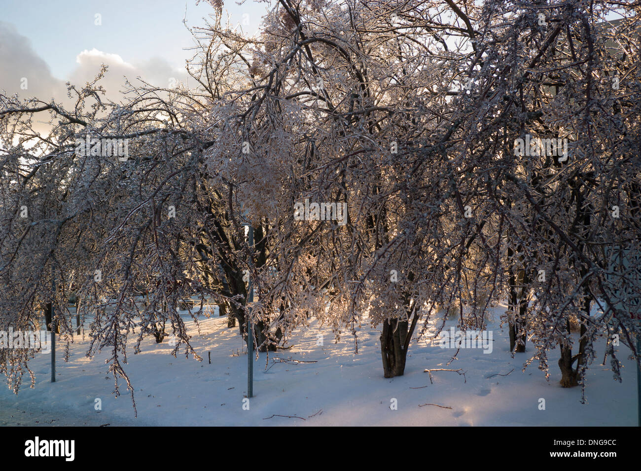 Trees covered by ice Stock Photo - Alamy